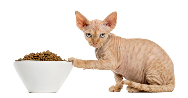 Understanding Your Cat: 10 Unusual Behaviors and What They Mean