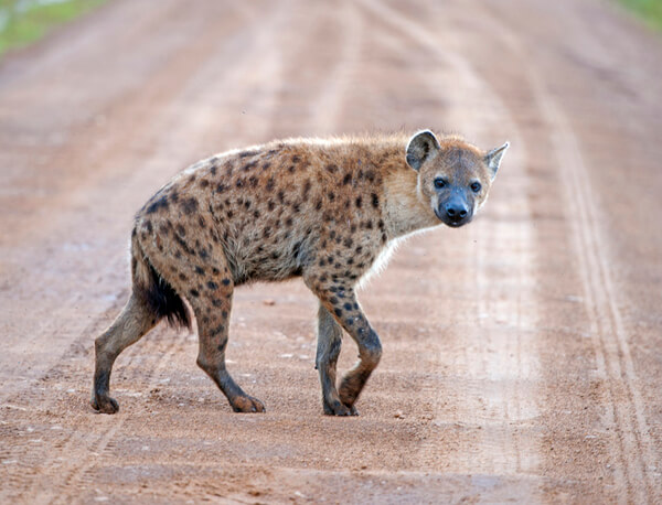 Hyenas: More Than Just Scavengers – The Untold Truth About These Creatures
