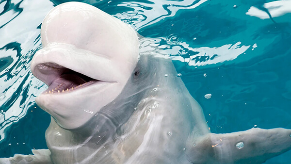 10 Surprising Truth About Beluga Whales