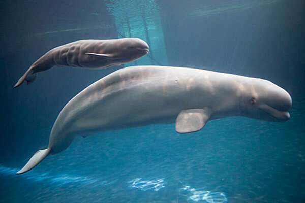 10 Surprising Truth About Beluga Whales
