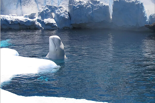 10 Surprising Truth About Beluga Whales