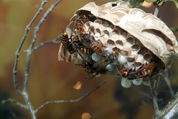 Why 80% of Bee Sting Accidents Happen During This Time of Year