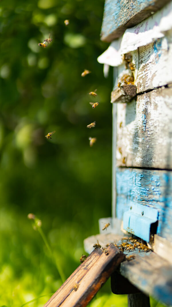 Why 80% of Bee Sting Accidents Happen During This Time of Year