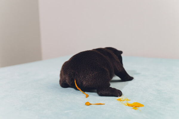 Help! My Puppy Has Diarrhea: What Every Pet Owner Should Know