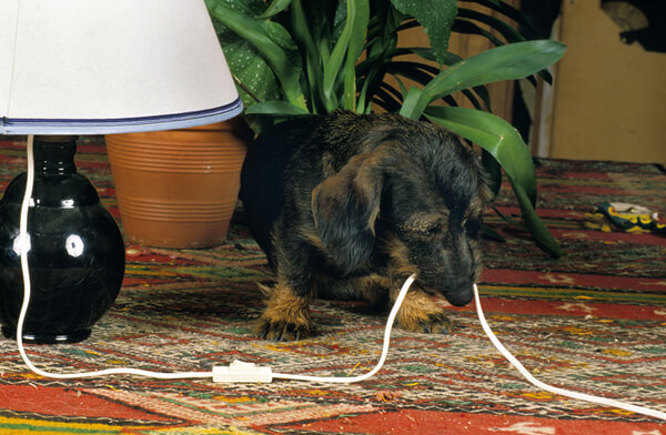 10 Signs to Take Your Playful Puppy to the Vet Right Away