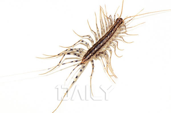 데일리 - 돈벌레라고 불리는 '그리마', 생긴 건 해충? 알고보면 익충 재미 익충,해충,그리마,해충퇴치,해충퇴치방법,퇴치방법,돈벌레