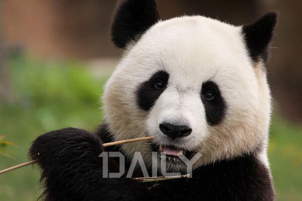 데일리 - 푸바오 좋아하는 사람 10명 중 8명은 모르는 사실 재미 판다,판다종,판다종류,에버랜드판다,판다특성,판다새끼,새끼판다 ...