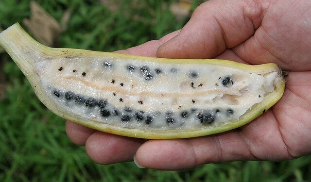 데일리 - 바나나 곧 사라진다? 바나나 멸종에 대한 진실 푸드 바나나멸종위기,바나나,멸종위기,멸종위기바나나,바나나멸종위기설,바나나품종